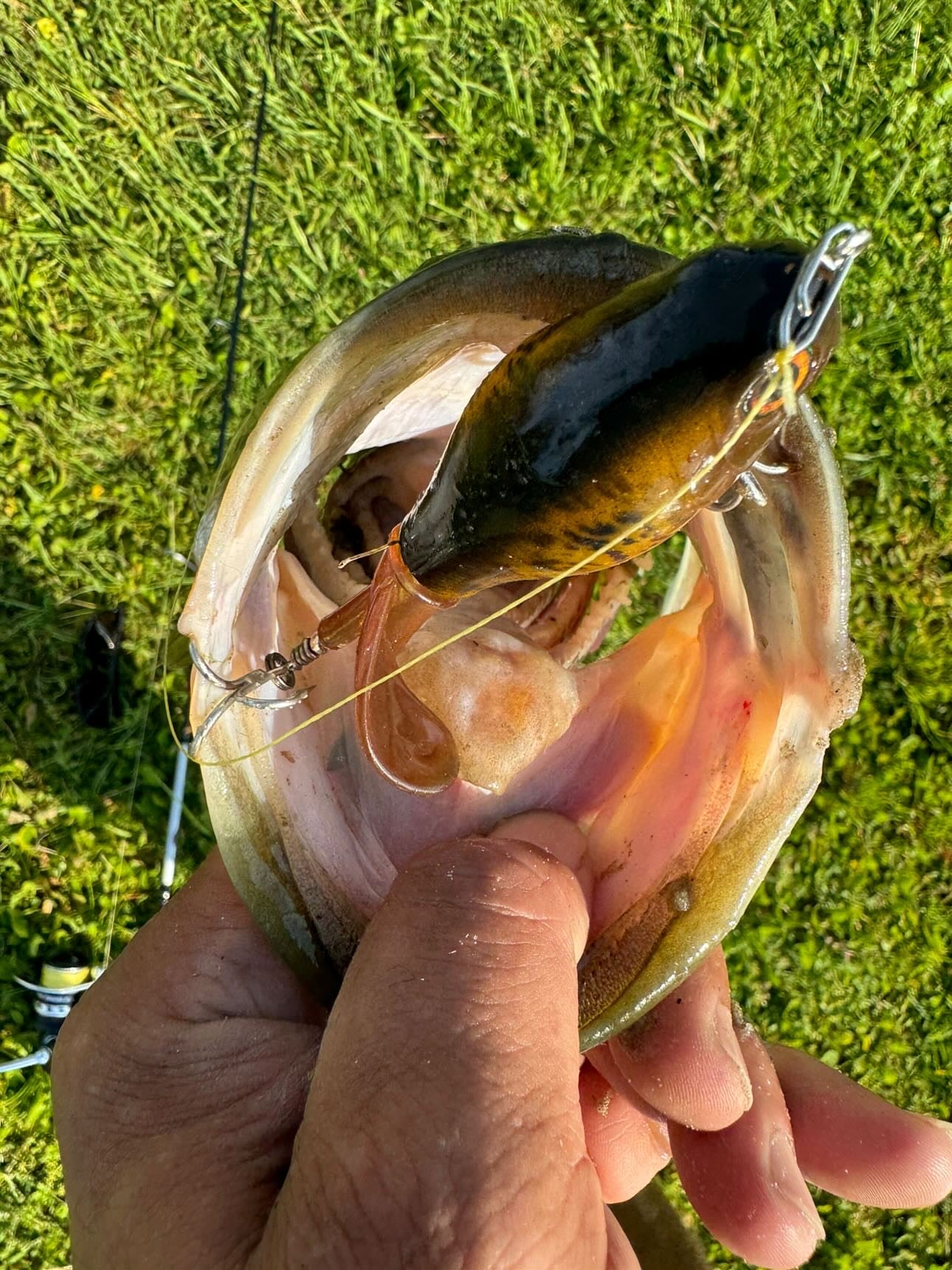 FREE Speed Clip Sample Pack (1 Per Order) – Topwater Co