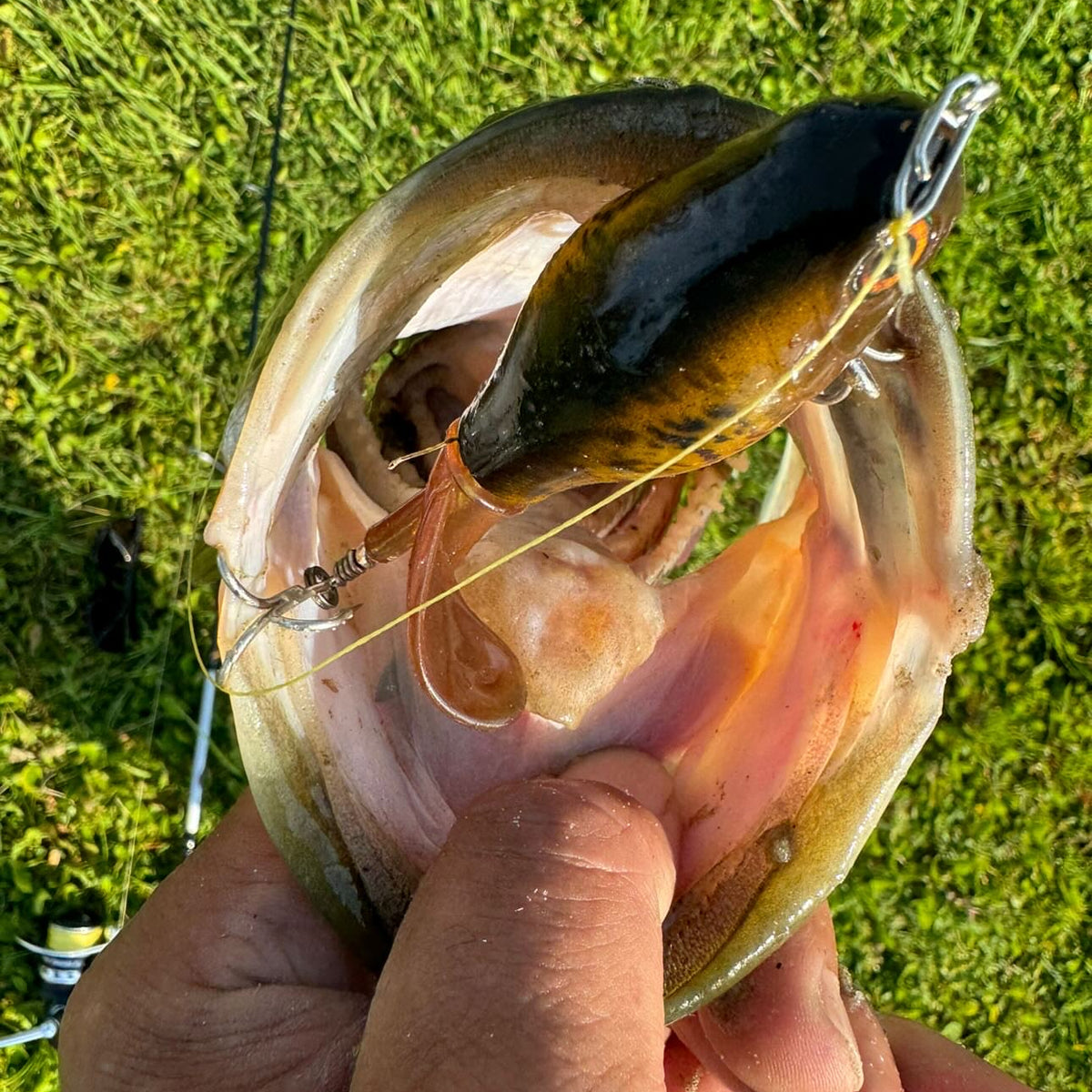 Bass Speed Clip Bundle (25 Clips in Each Size) – Topwater Co