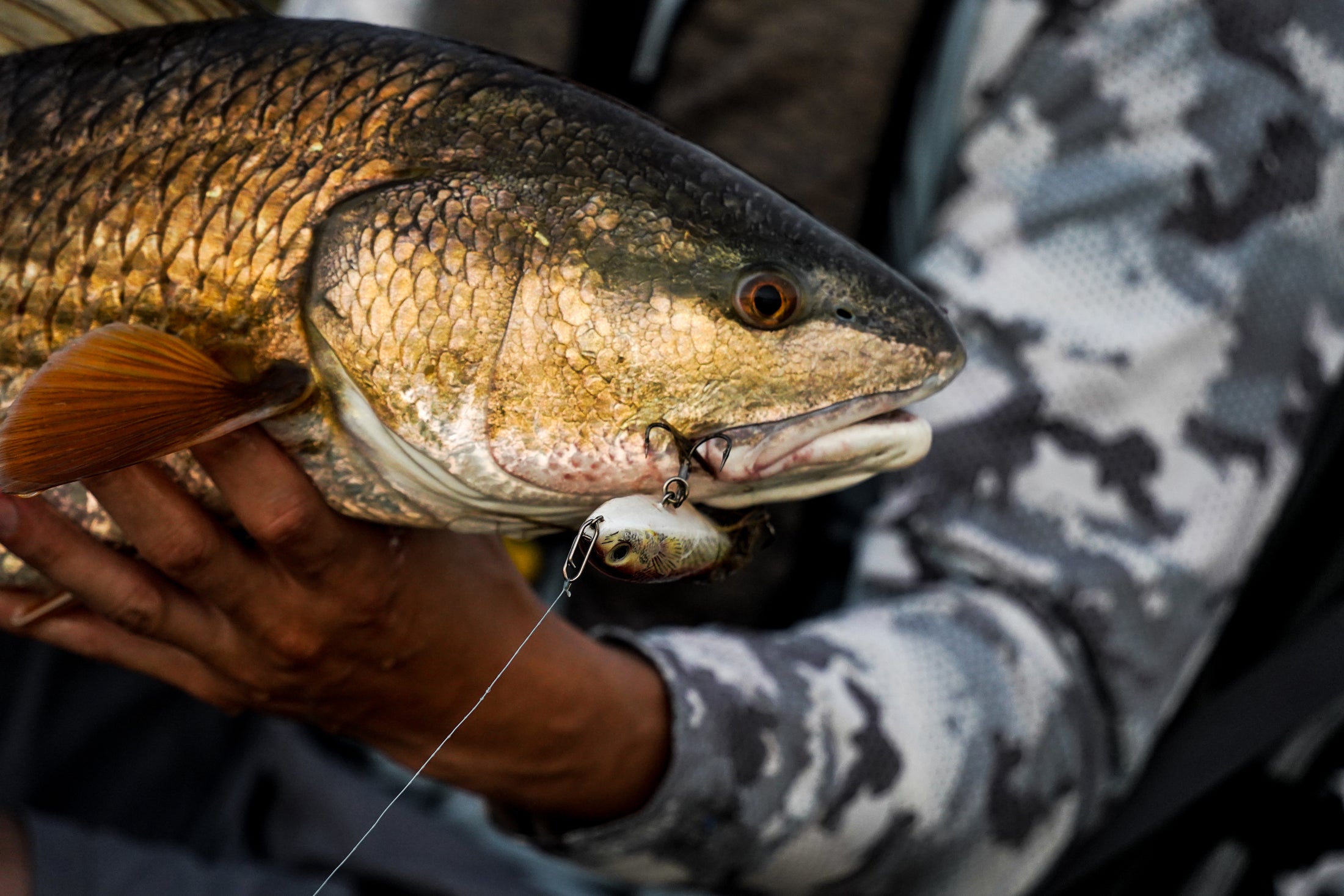 Small Speed Clips (45lbs) – Topwater Co