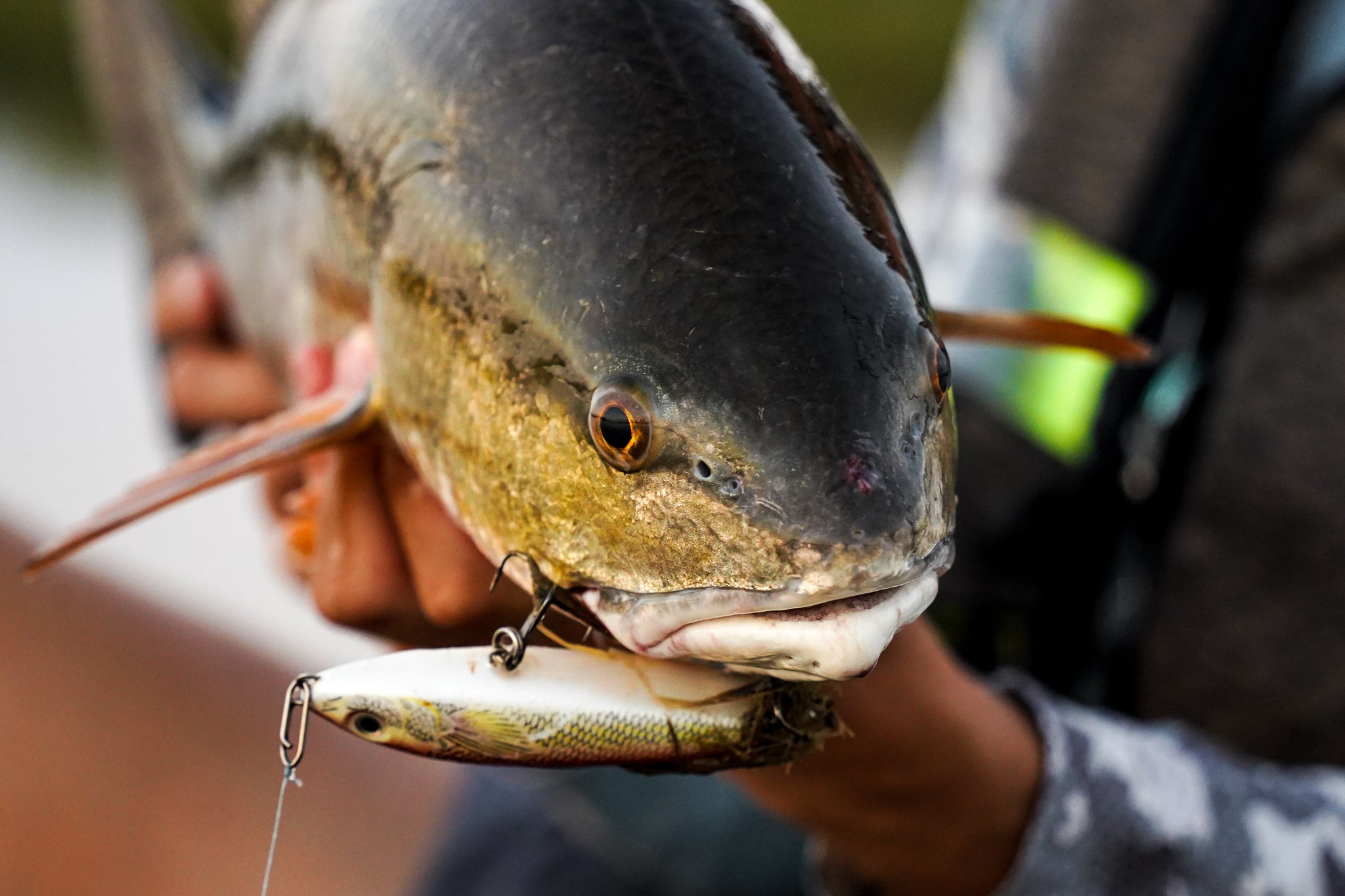 Small Speed Clips (45lbs) – Topwater Co
